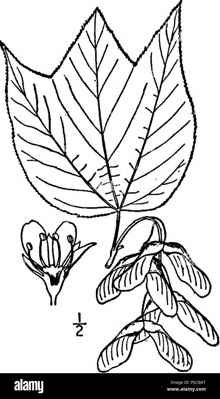 This comprehensive guide to North American trees provides detailed ...