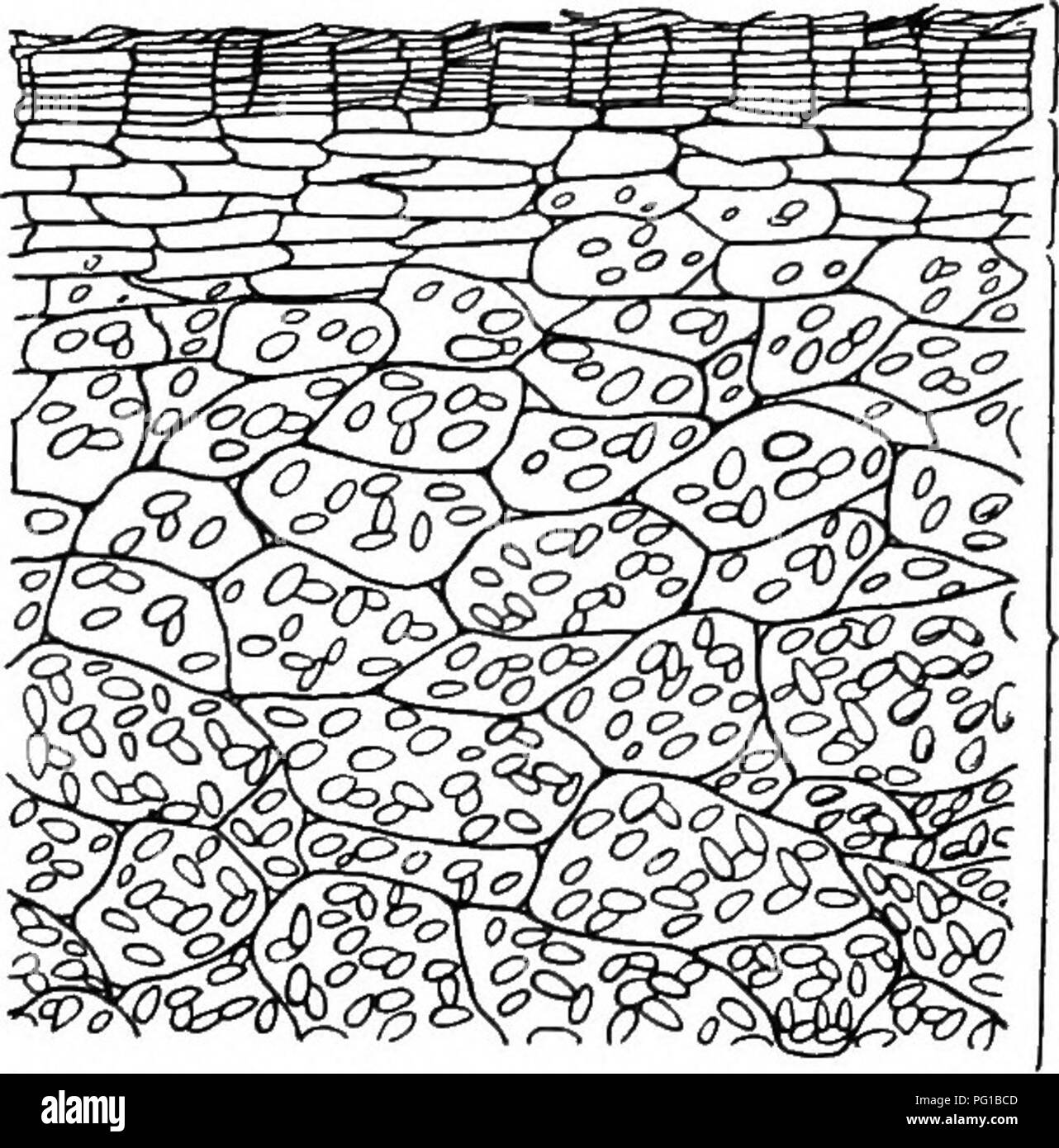 This work provides detailed insights into the structure of potato ...