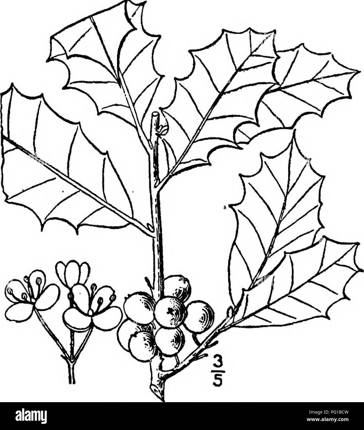 Holly Plant Drawing
