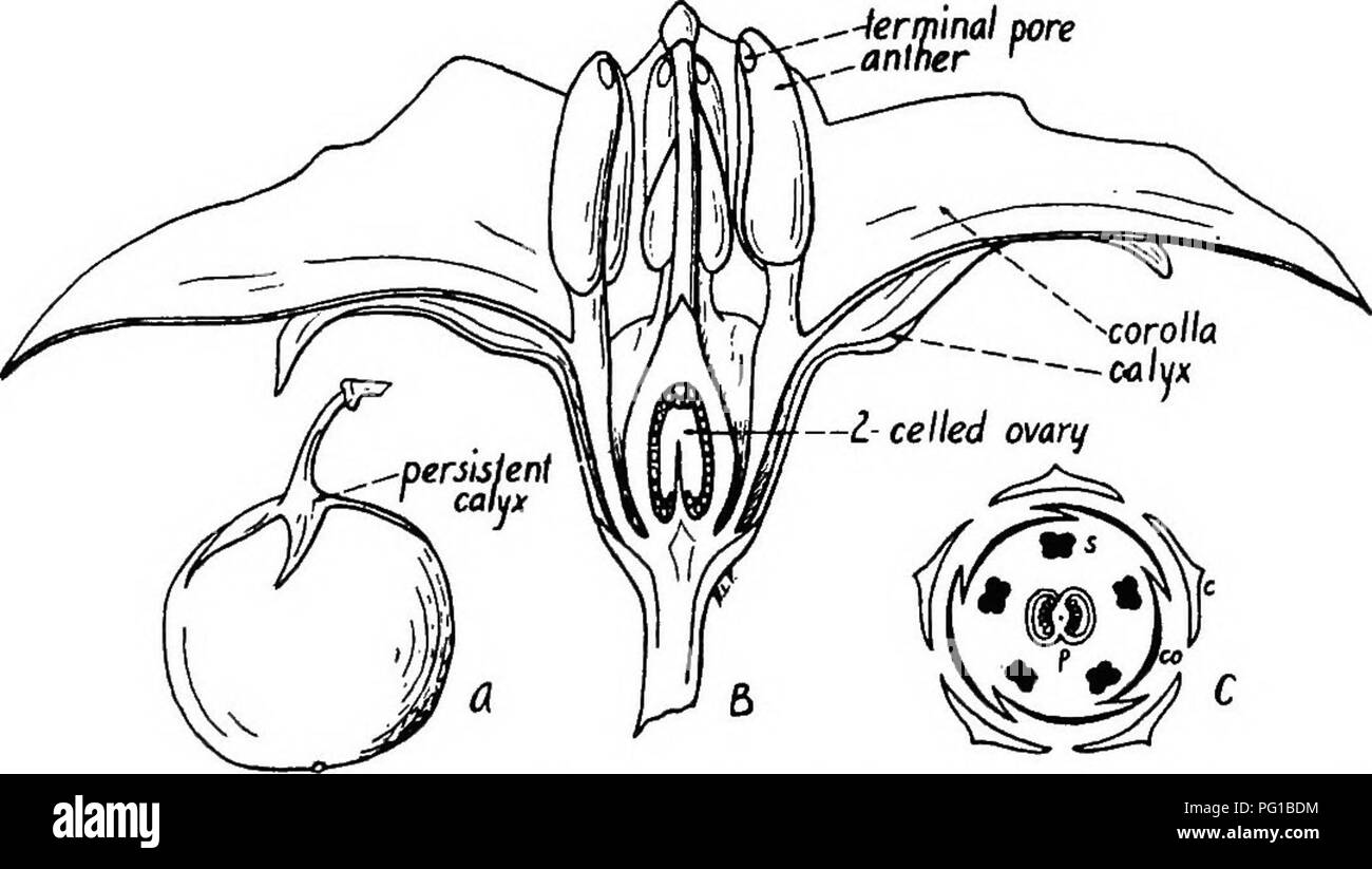 Leaves solanum tuberosum Black and White Stock Photos & Images - Alamy