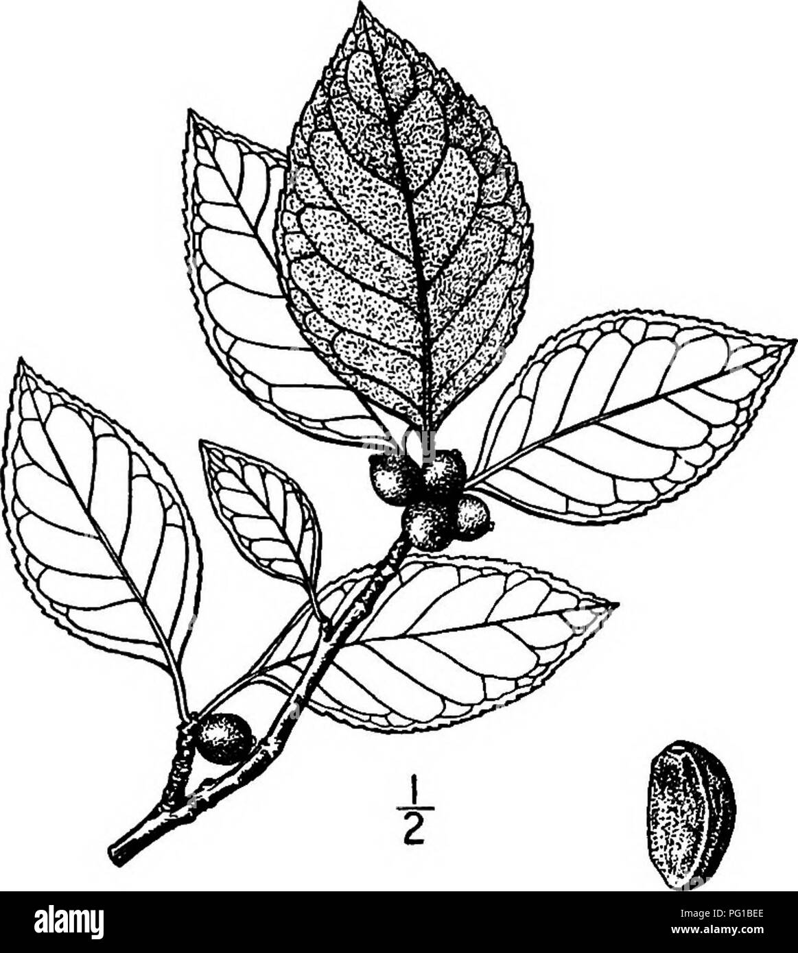 Suborbicular leaves hi-res stock photography and images - Alamy