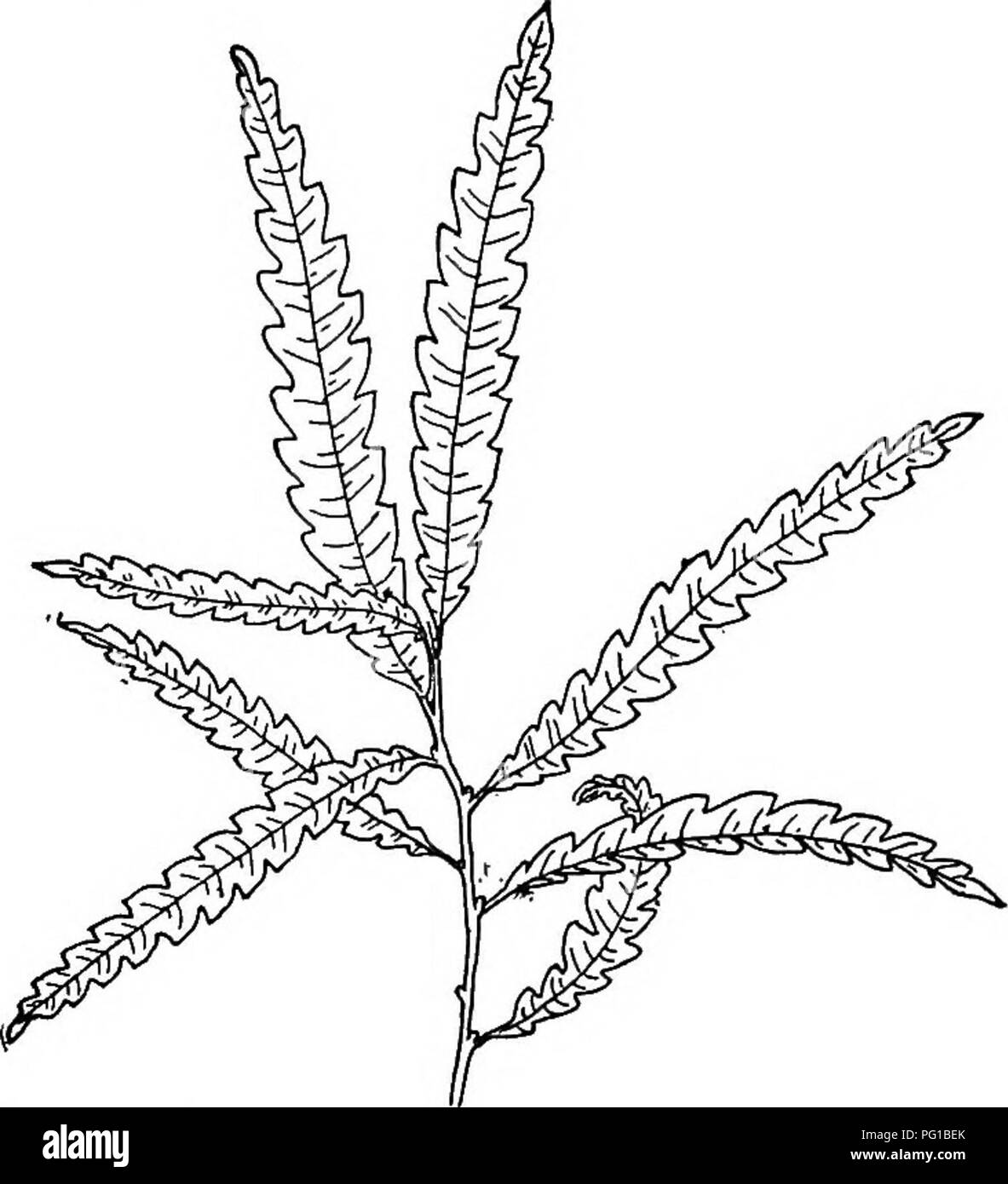 Brittle plant Black and White Stock Photos & Images - Alamy
