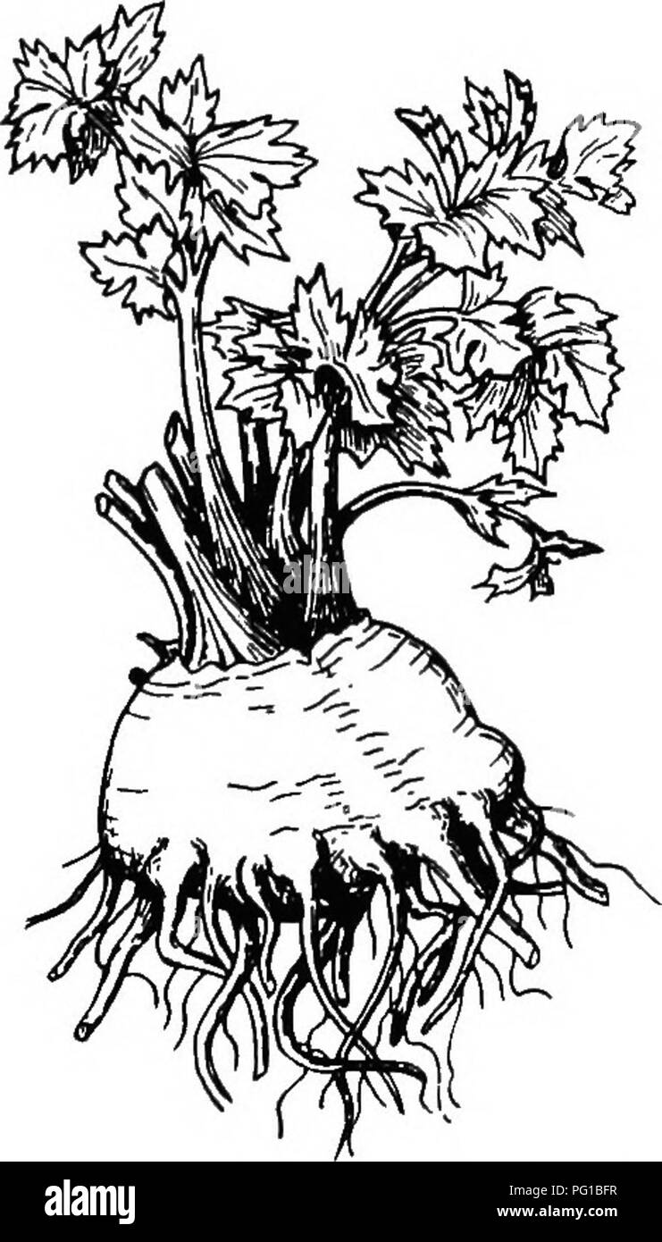This textbook provides a thorough study of the botany of crop plants ...