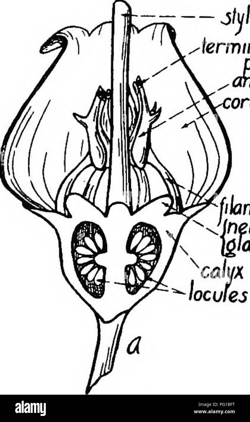 This text serves as a detailed reference on the botany of crop plants ...