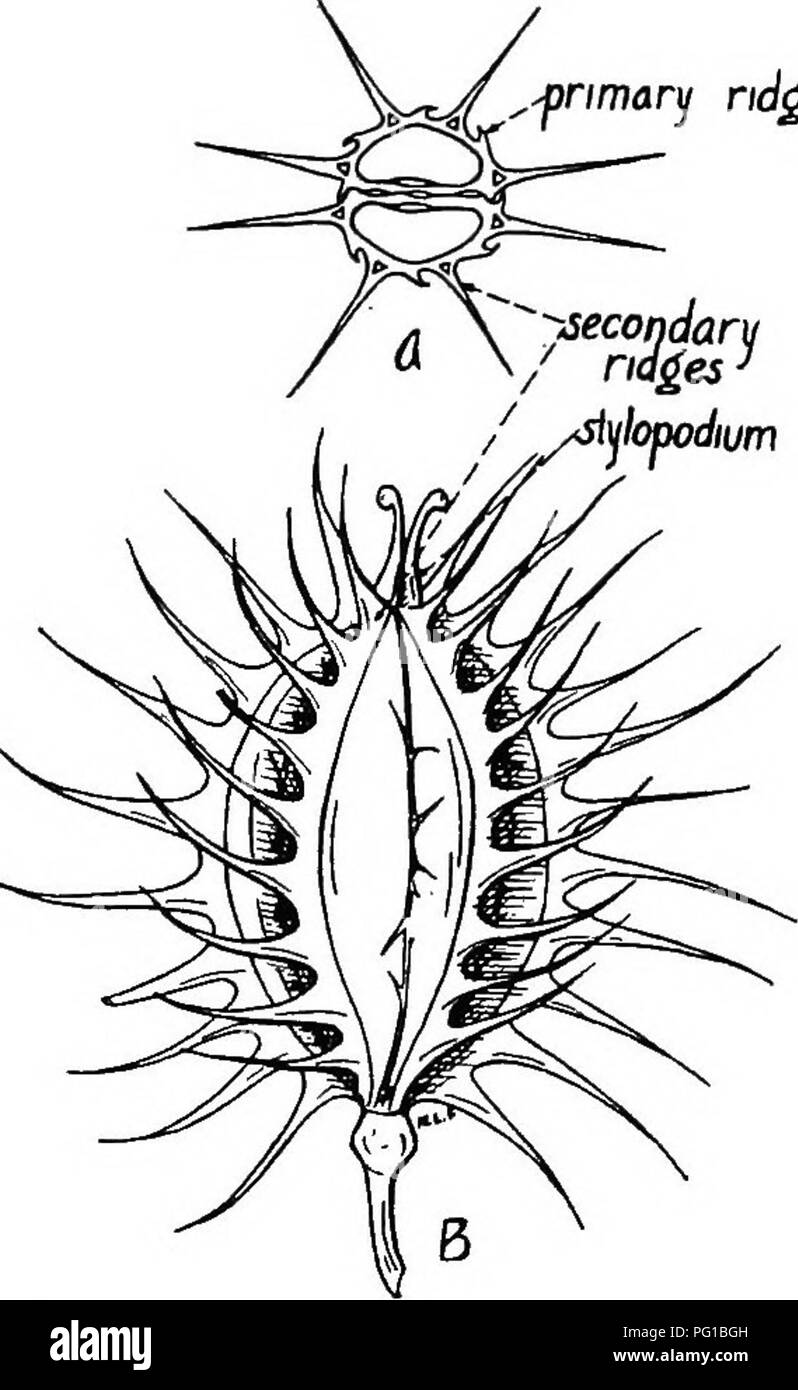 Carrot cross section Black and White Stock Photos & Images - Alamy