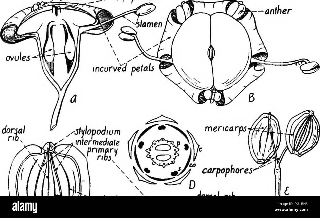 Versatile anther Cut Out Stock Images & Pictures - Alamy