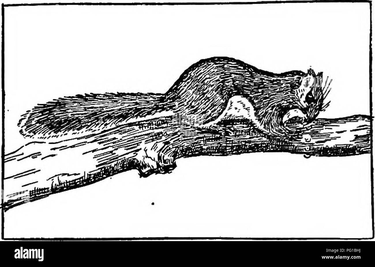 Wild fig tree natural Black and White Stock Photos & Images - Alamy