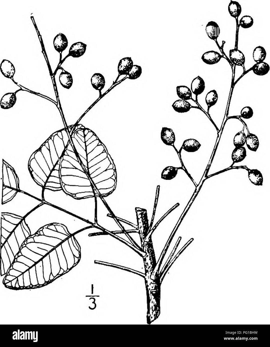 This guide to North American trees provides detailed descriptions and ...