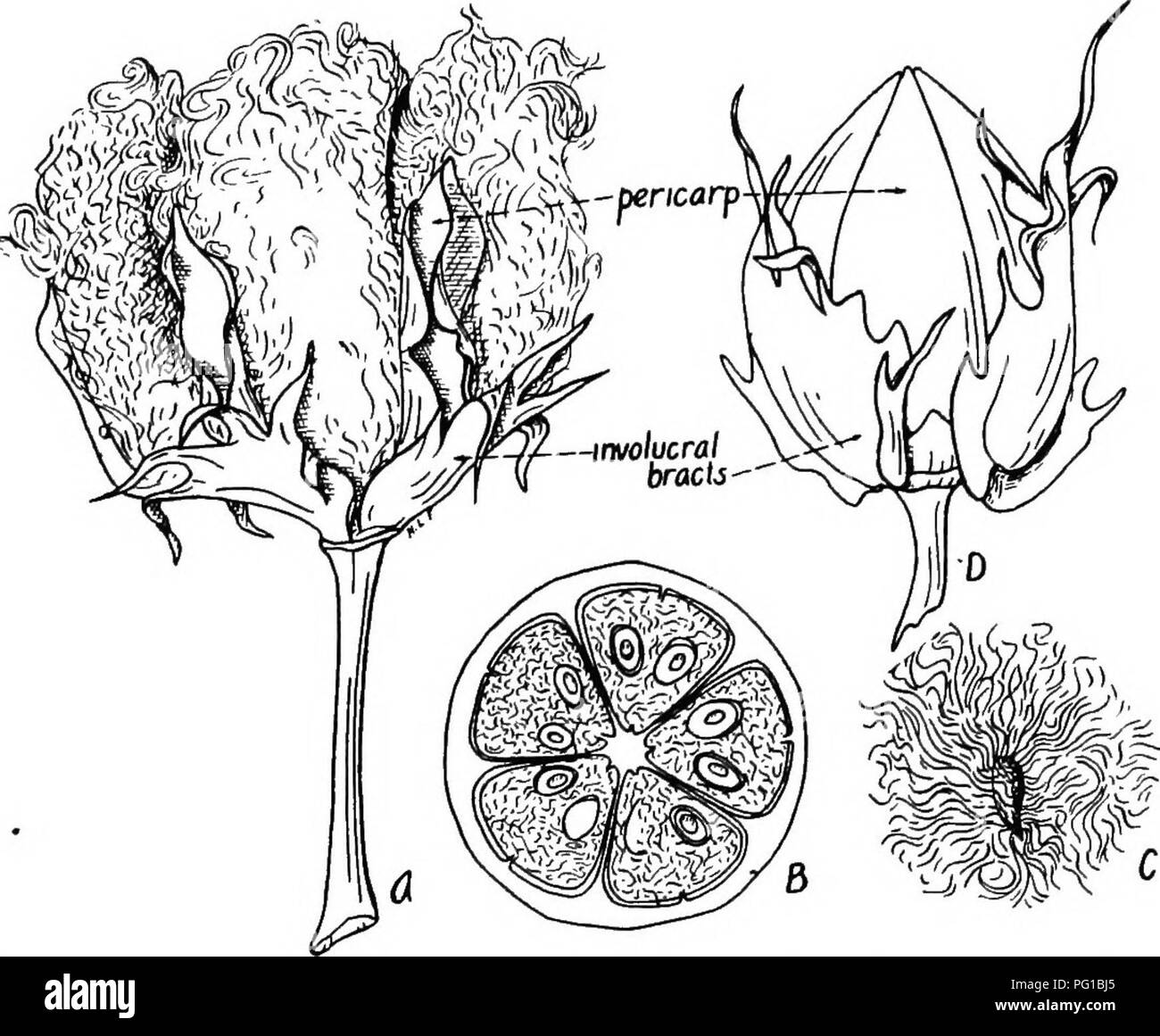 Node crop hi-res stock photography and images - Alamy