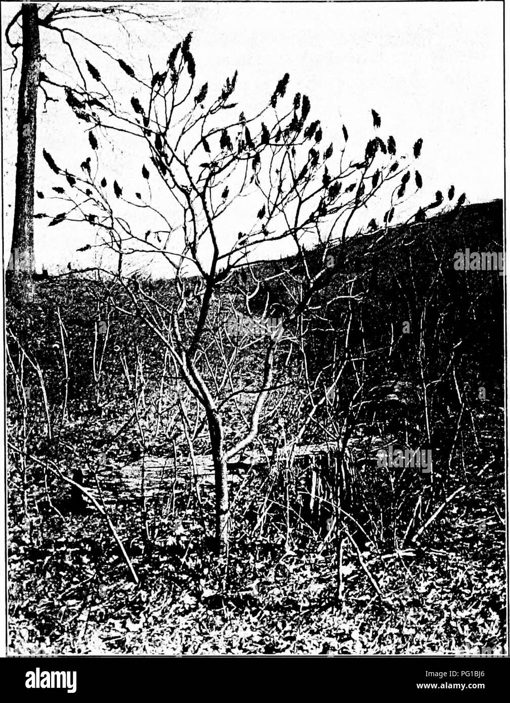 This work on North American trees offers detailed descriptions and ...