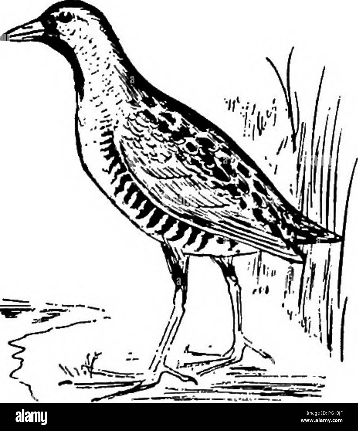 This figure showcases the Sora Rail (Porzana carolina), a bird species ...