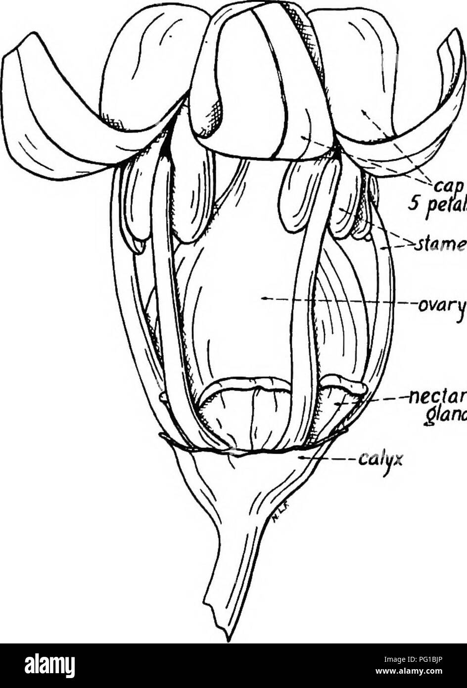 This text and reference book on the botany of crop plants explores the ...