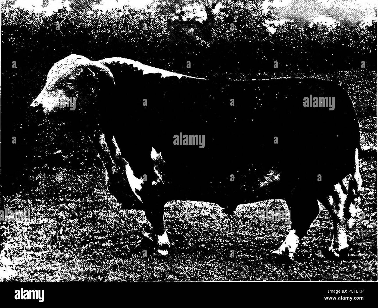 Albion cattle hi-res stock photography and images - Alamy