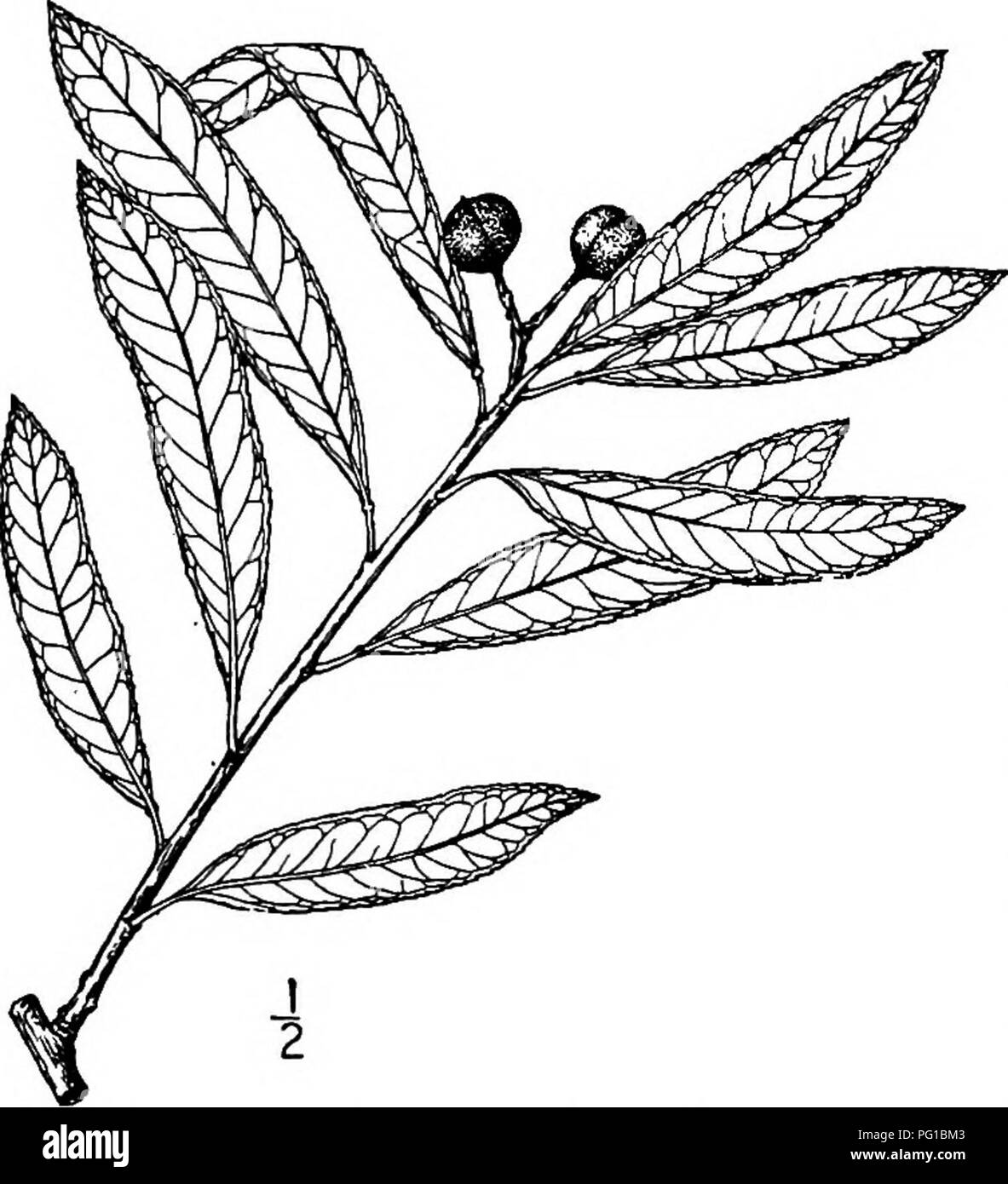This work provides detailed descriptions and illustrations of native ...