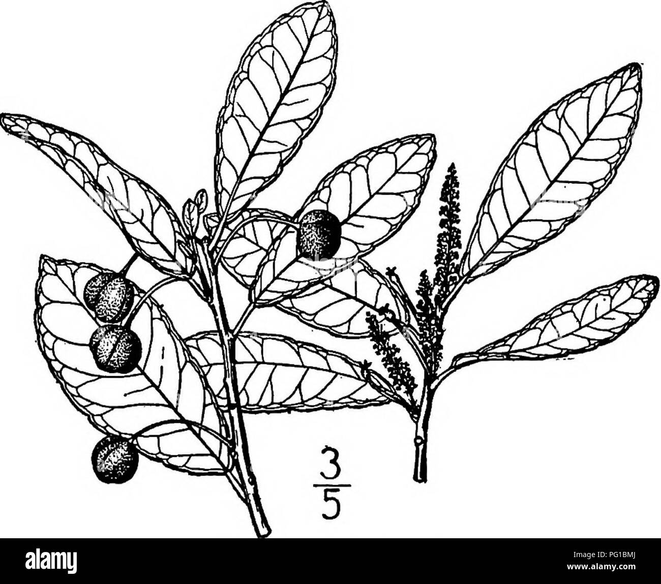 Reticulated leaf Black and White Stock Photos & Images - Alamy