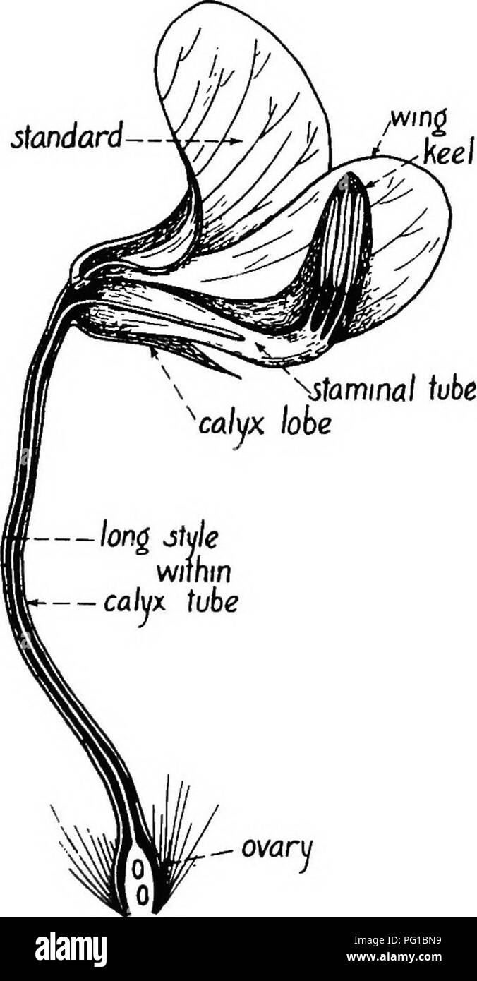 Labelled Diagram Of A Plant Runner Endosperm | Definition,