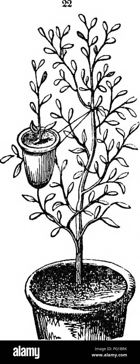 Plant sap Black and White Stock Photos & Images - Alamy