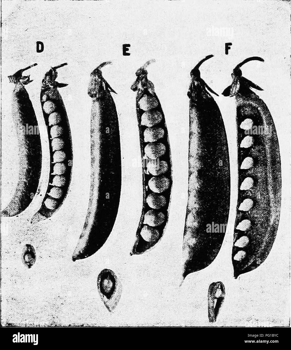 This reference book on the botany of crop plants covers various species ...