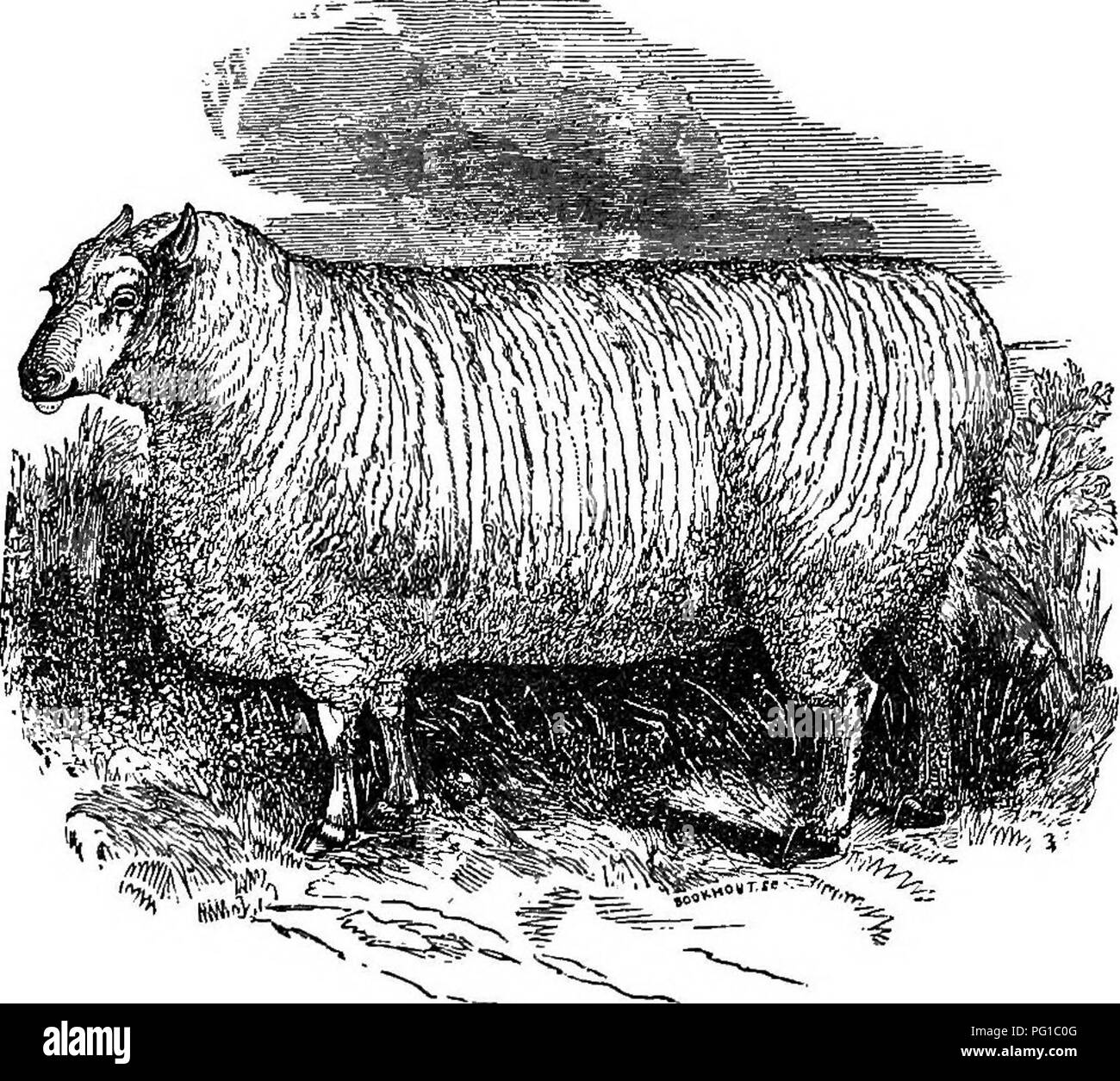 This work provides a detailed history of sheep, focusing on breeds ...
