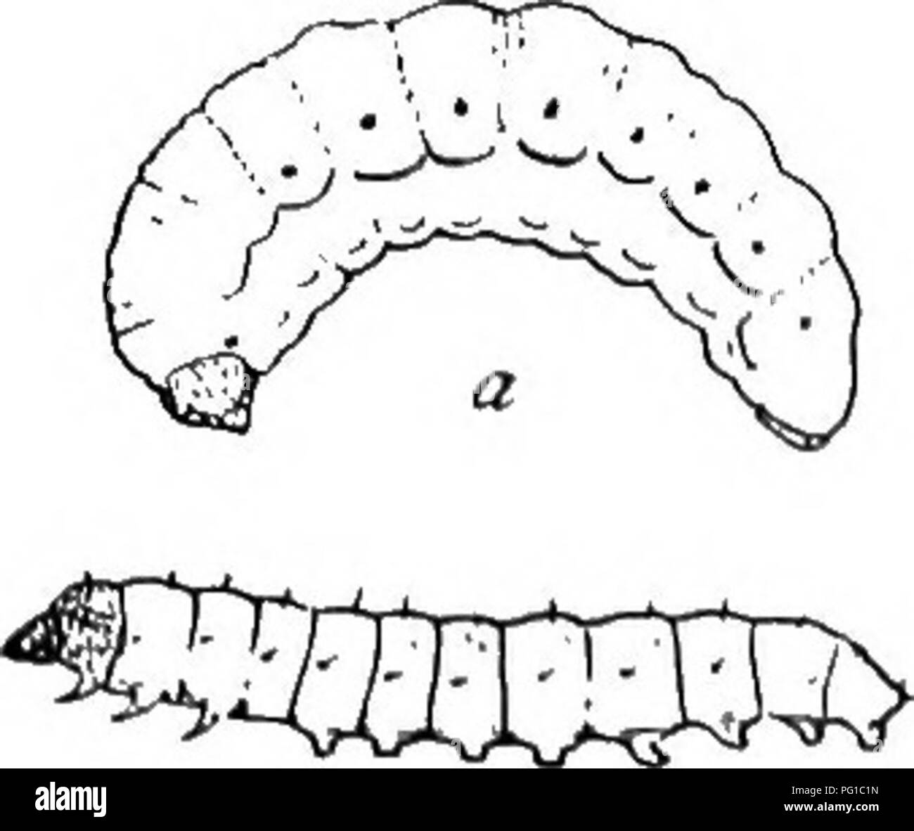 Poison ivy Black and White Stock Photos & Images - Alamy