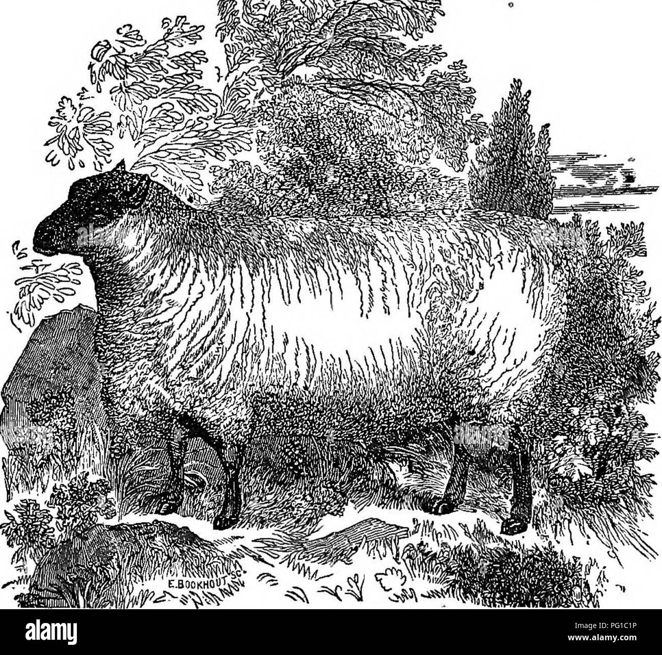 . The American shepherd : being a history of the sheep, with their ...