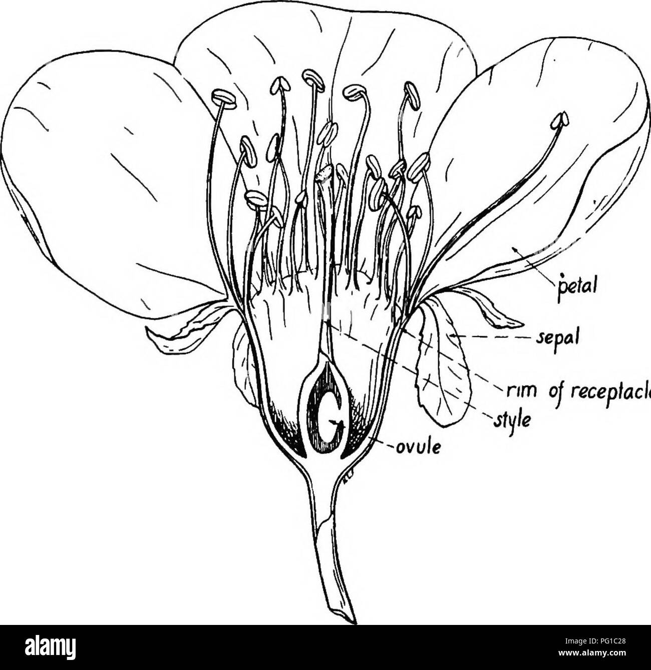 This text covers the botany of crop plants, with detailed descriptions ...