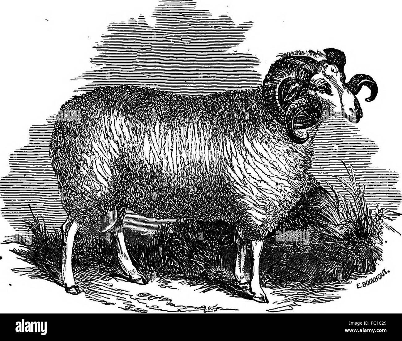 English sheep breeds Black and White Stock Photos & Images - Alamy