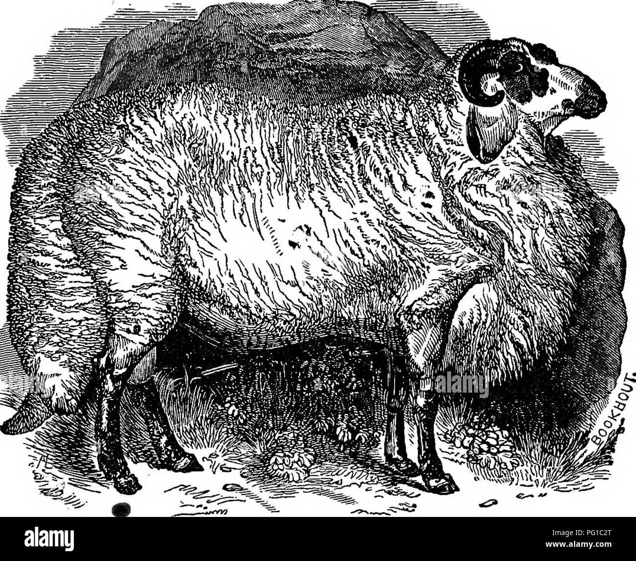 Fat tailed sheep hi-res stock photography and images - Alamy