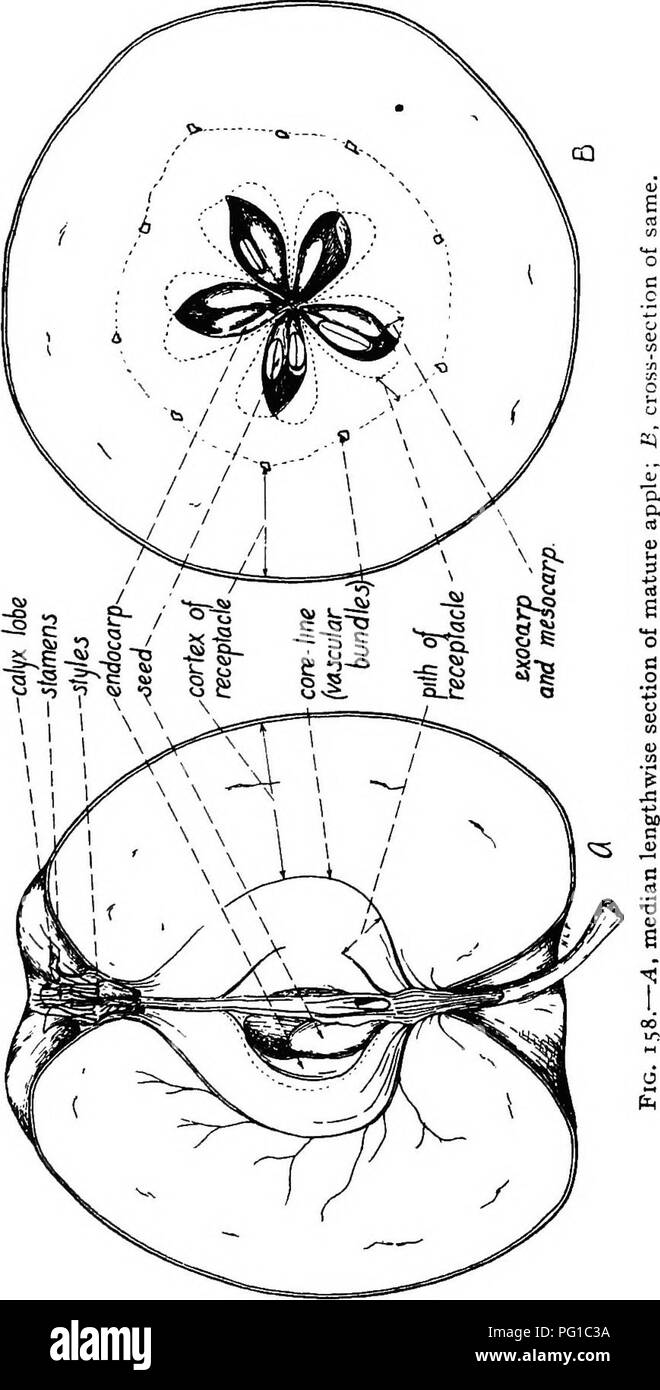 This reference book explores the botany of crop plants, detailing their ...