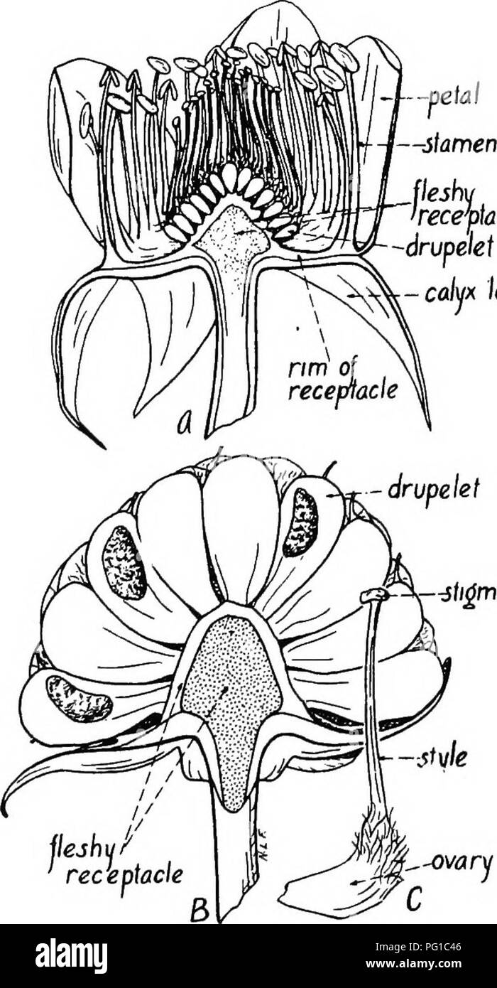 This book provides a detailed overview of the botany of crop plants ...