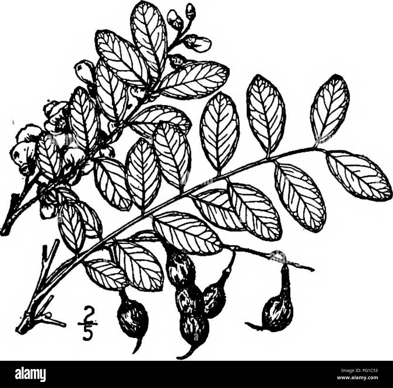 Young obovate leaves Black and White Stock Photos & Images - Alamy