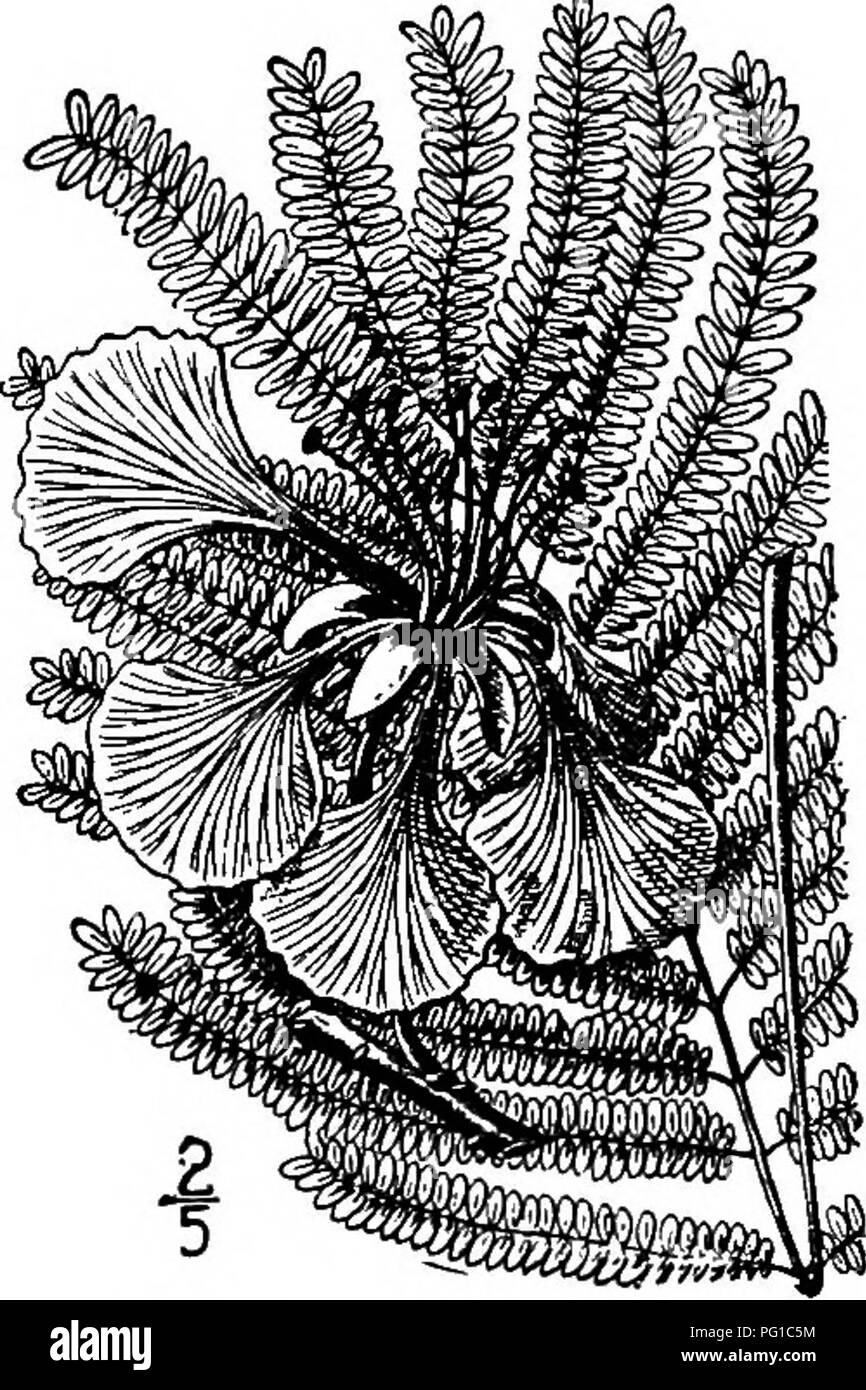 This book provides detailed descriptions and illustrations of trees ...