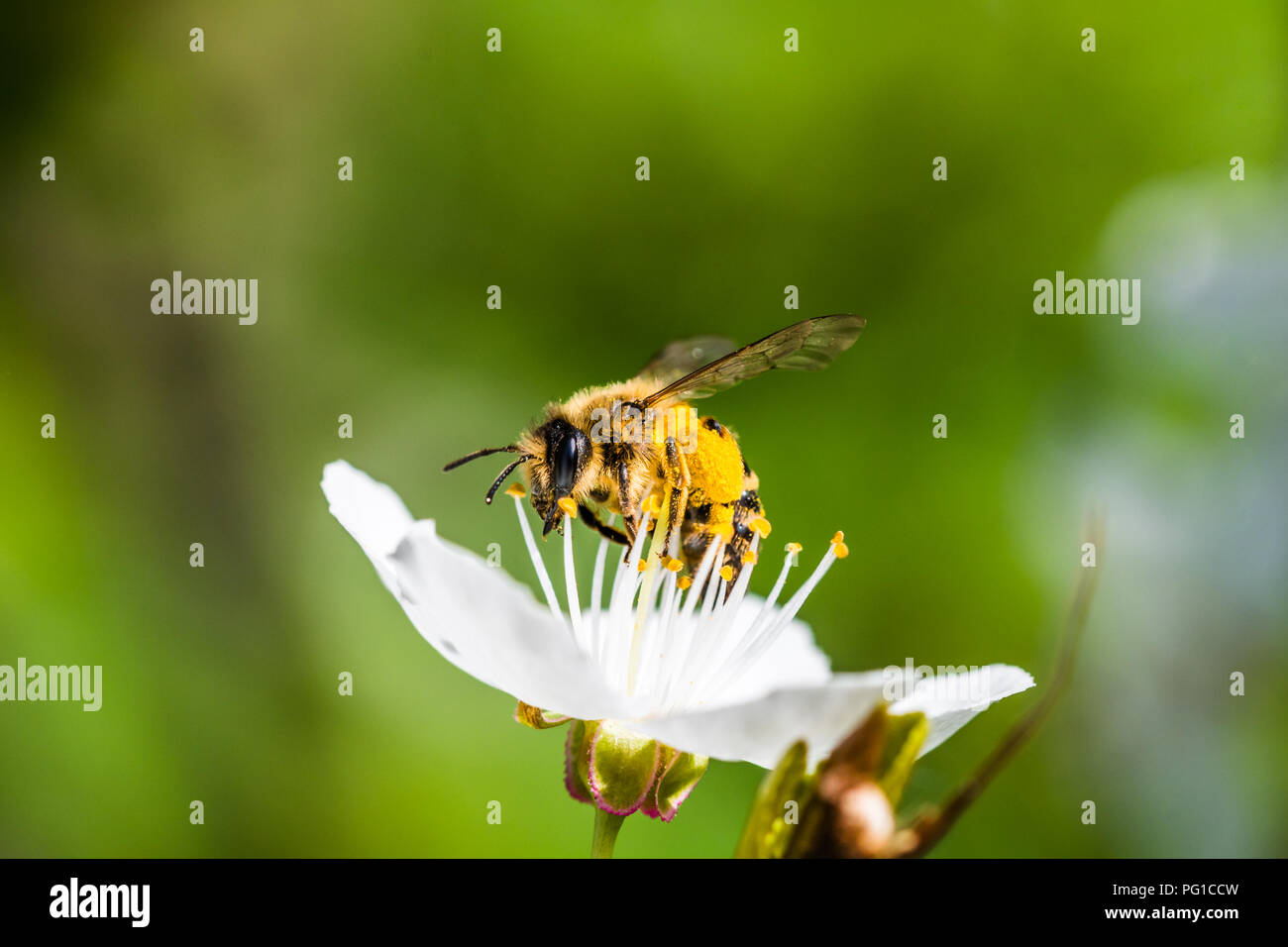 A hard working European honey bee pollinating a flowers in a spring ...