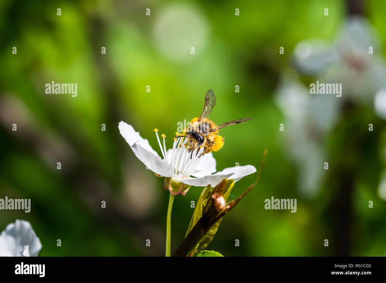 A hard working European honey bee pollinating a flowers in a spring ...