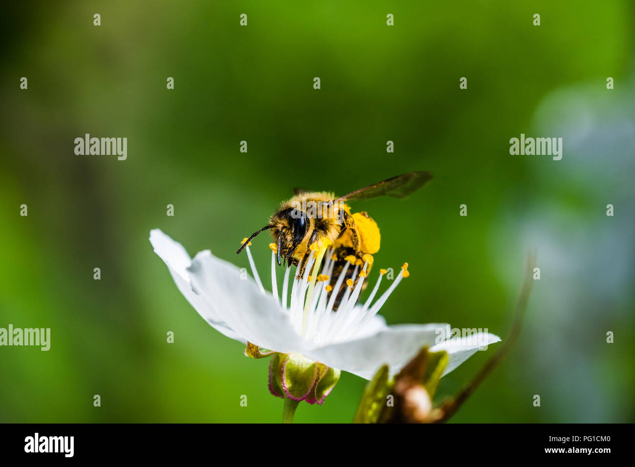 A hard working European honey bee pollinating a flowers in a spring ...