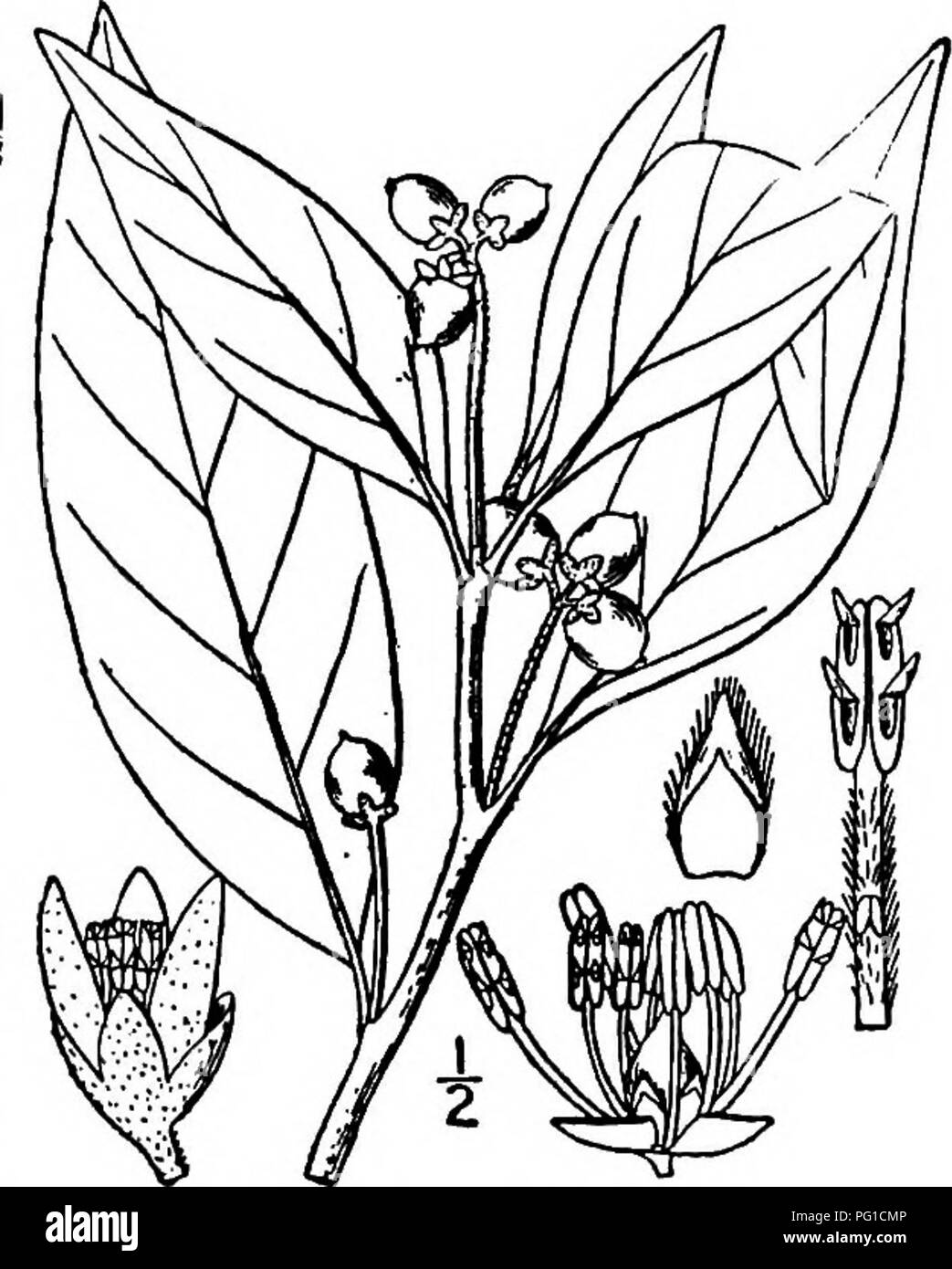 This work describes native trees of North America, including the red ...