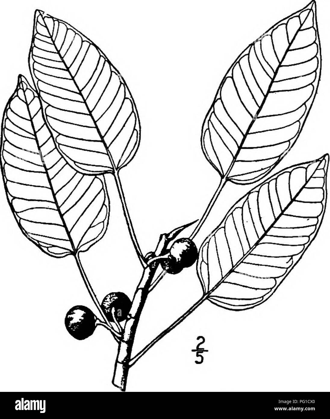 This comprehensive guide to North American trees offers detailed ...