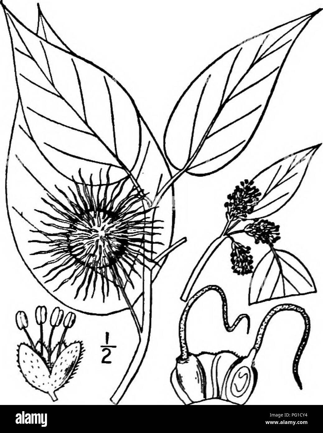 This work provides detailed descriptions and illustrations of trees ...