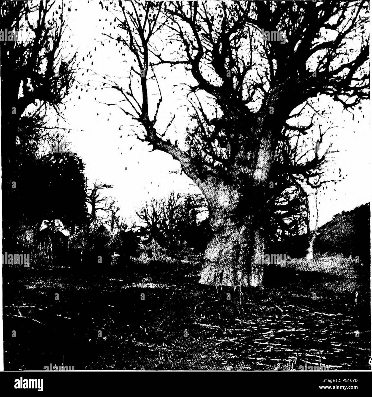 This work covers the diverse flora of West African forests, including ...