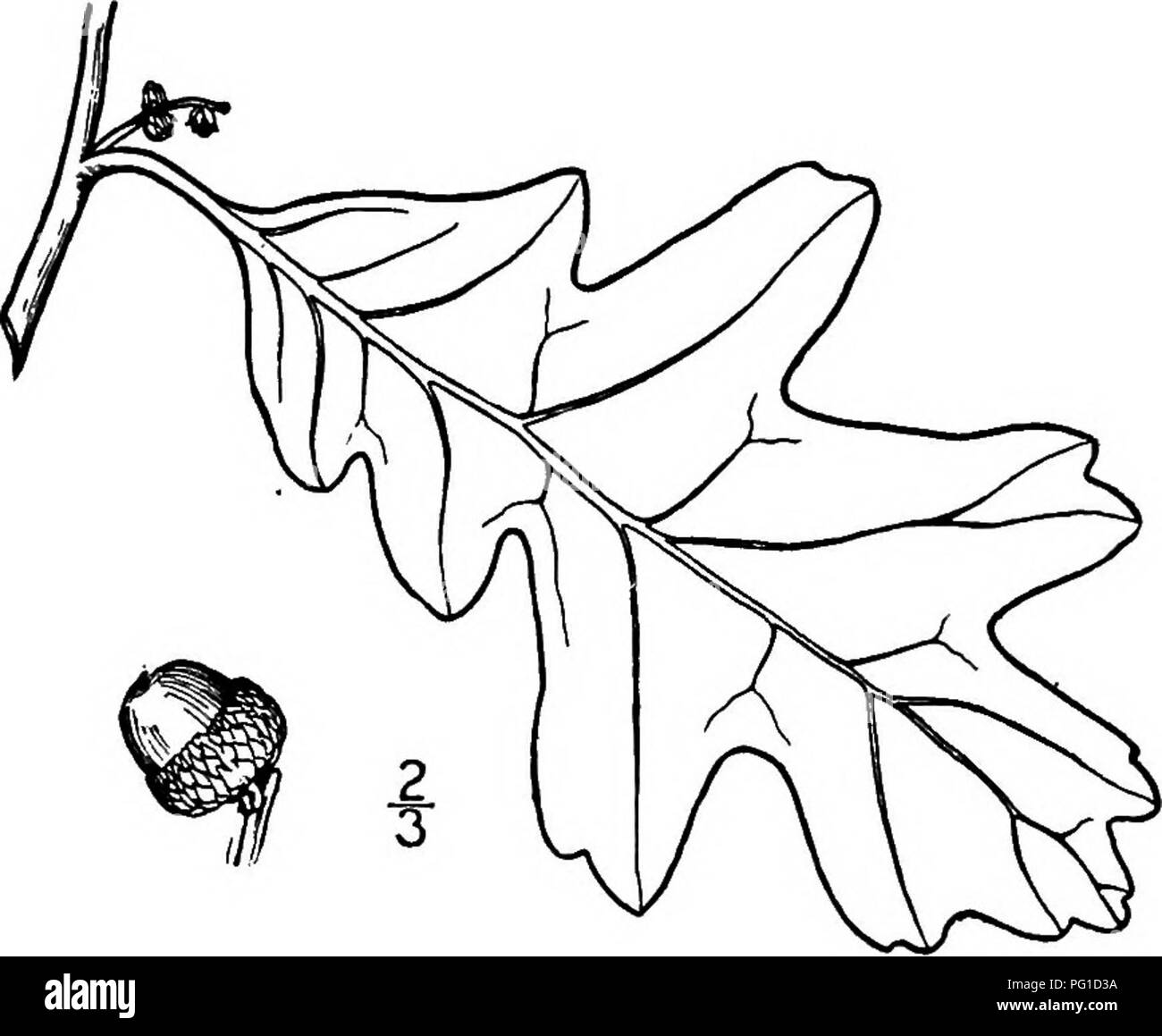 This image from 'North American Trees' depicts the winter buds of oak ...