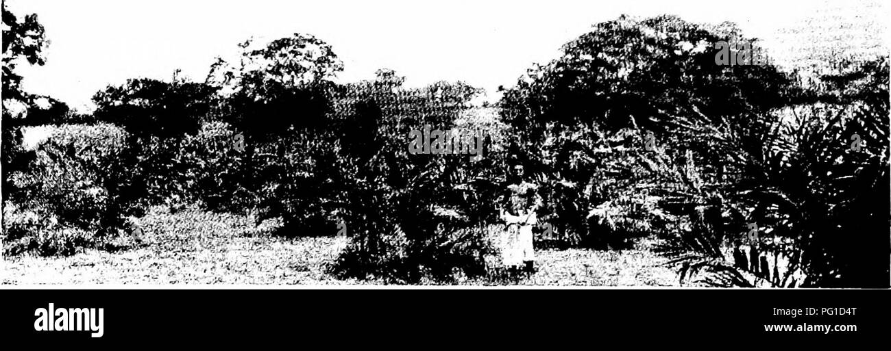 plantation forestry notes