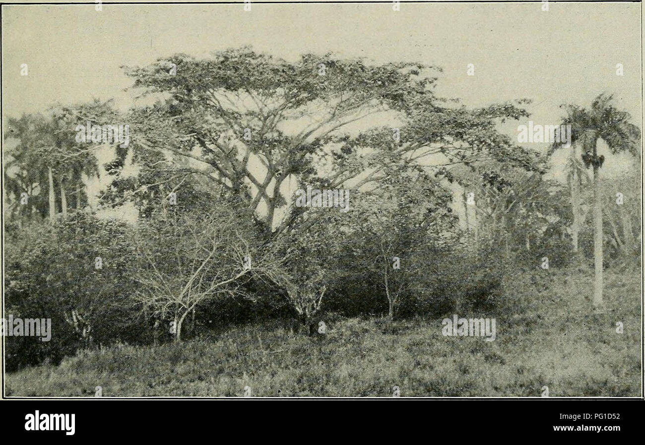 Algarroba hi-res stock photography and images - Alamy