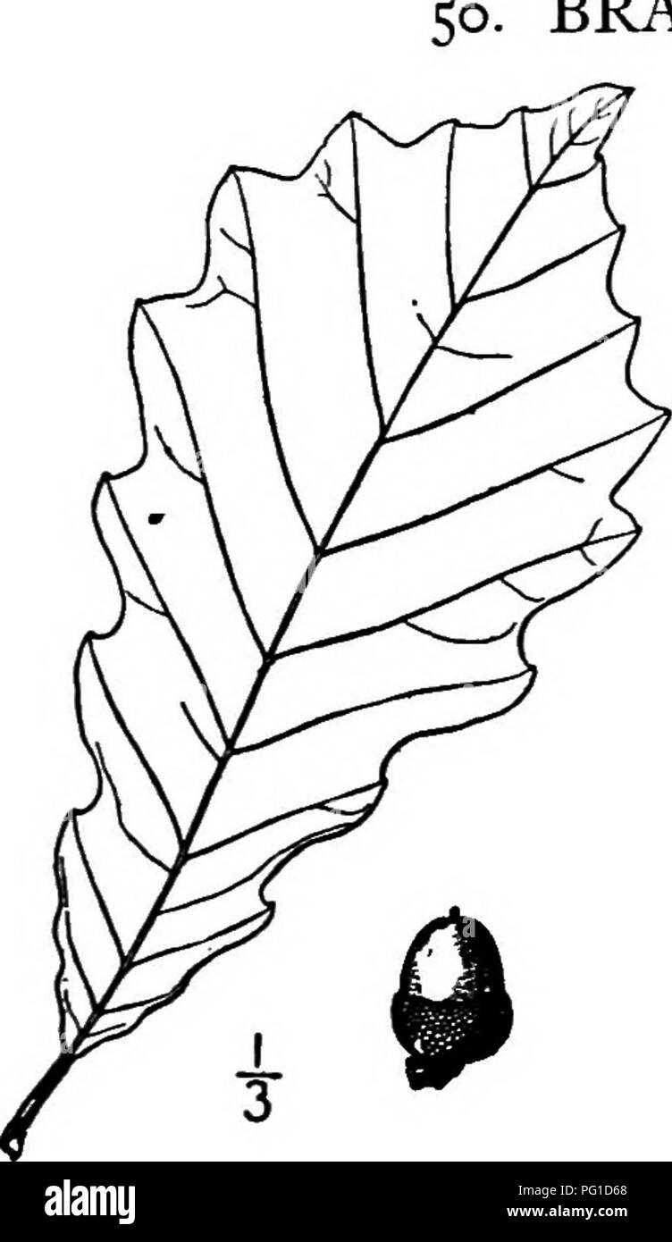 This work presents detailed descriptions and illustrations of trees ...