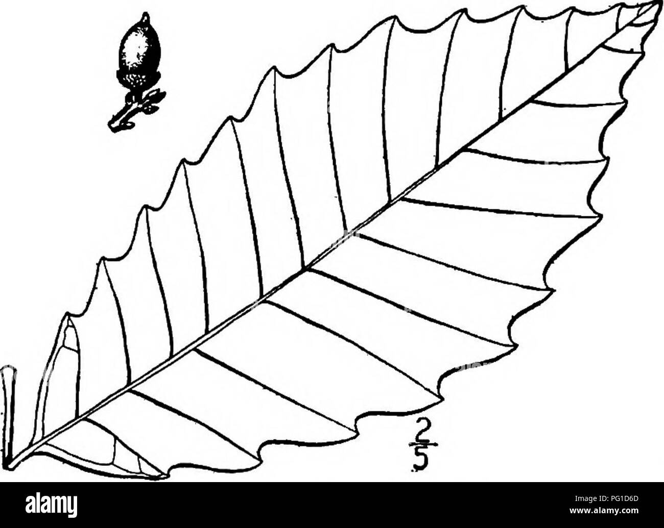 This book provides descriptions and illustrations of North American ...