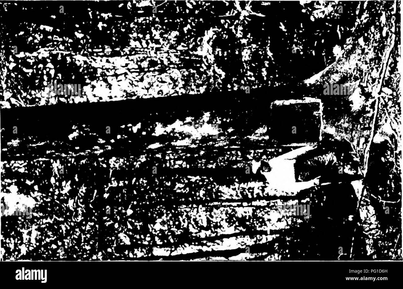 This work explores the forestry practices and biodiversity of West ...