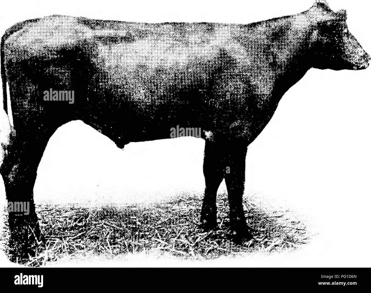 Long back leg Cut Out Stock Images & Pictures - Alamy