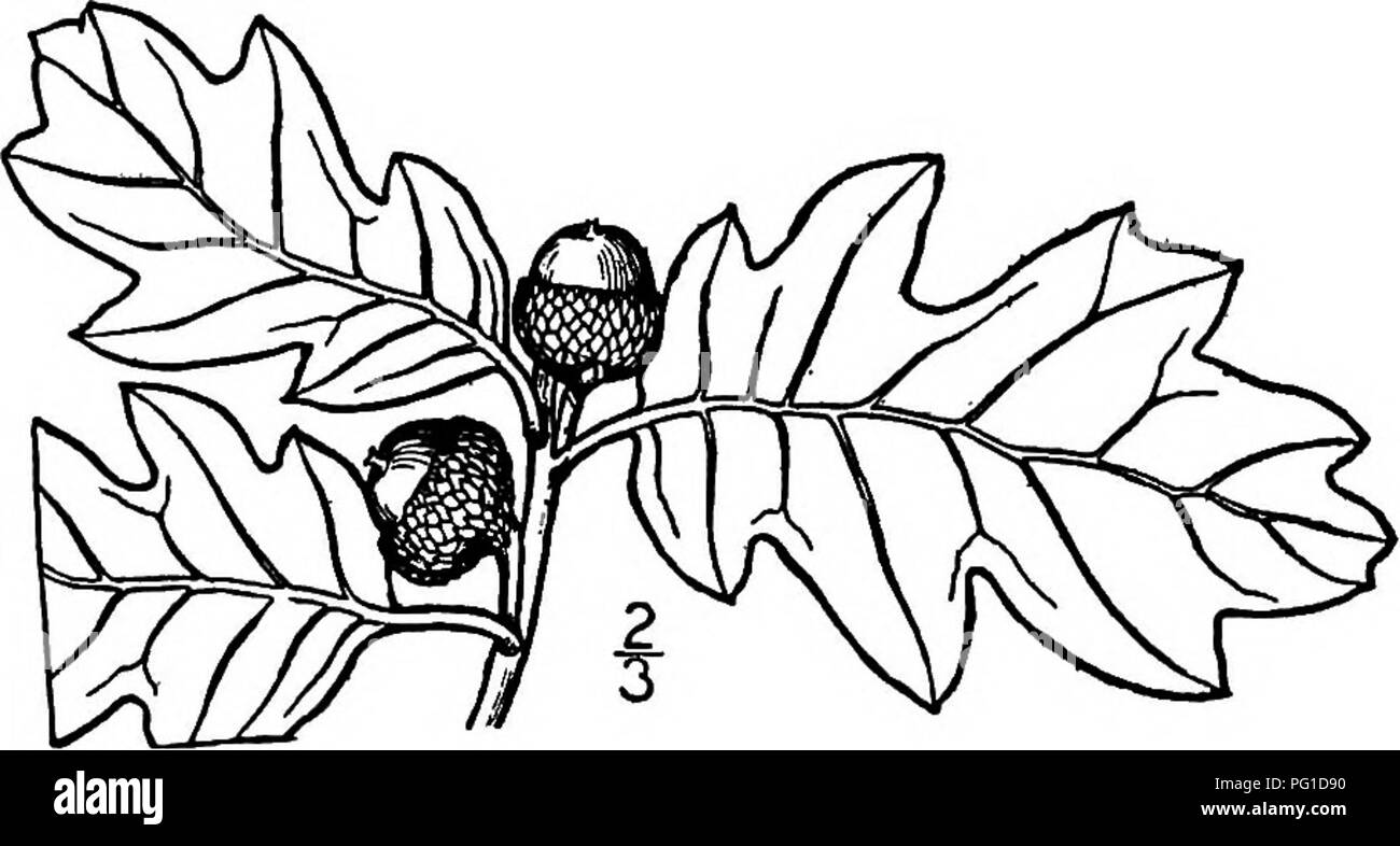 Obovate oblanceolate leaves hi-res stock photography and images - Alamy