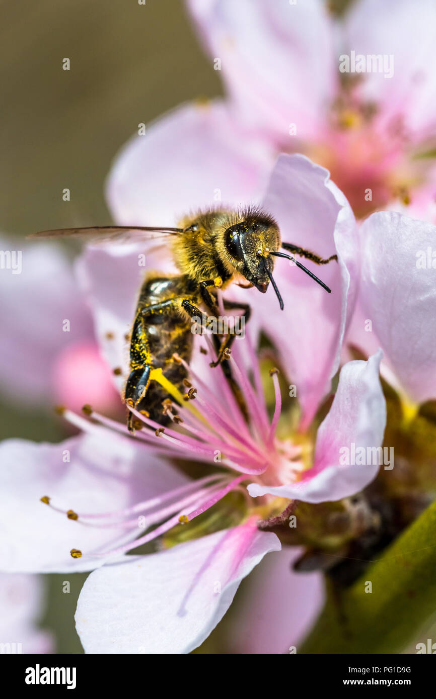 Honey Bee Pollination