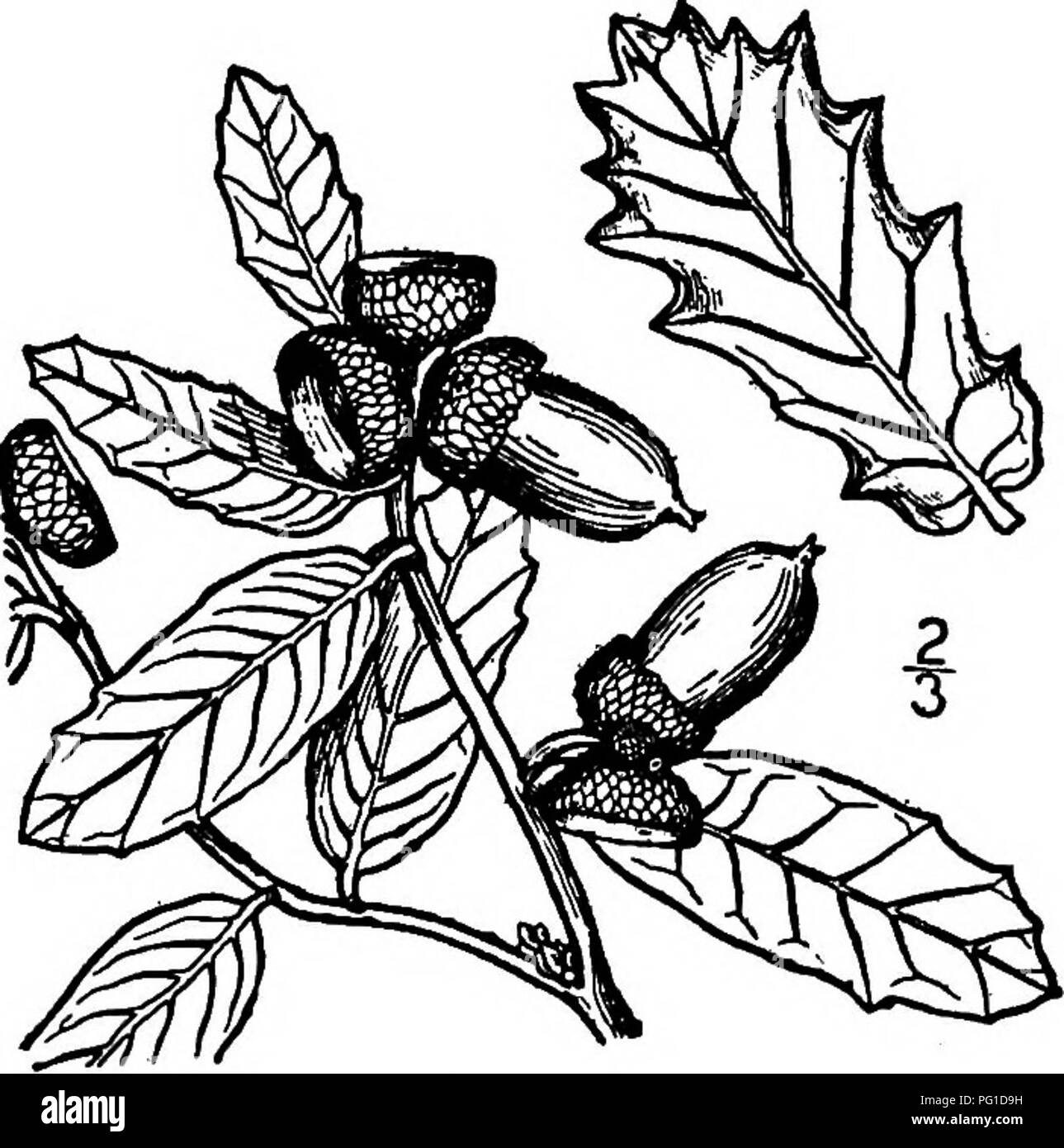 Quercus minima Black and White Stock Photos & Images - Alamy