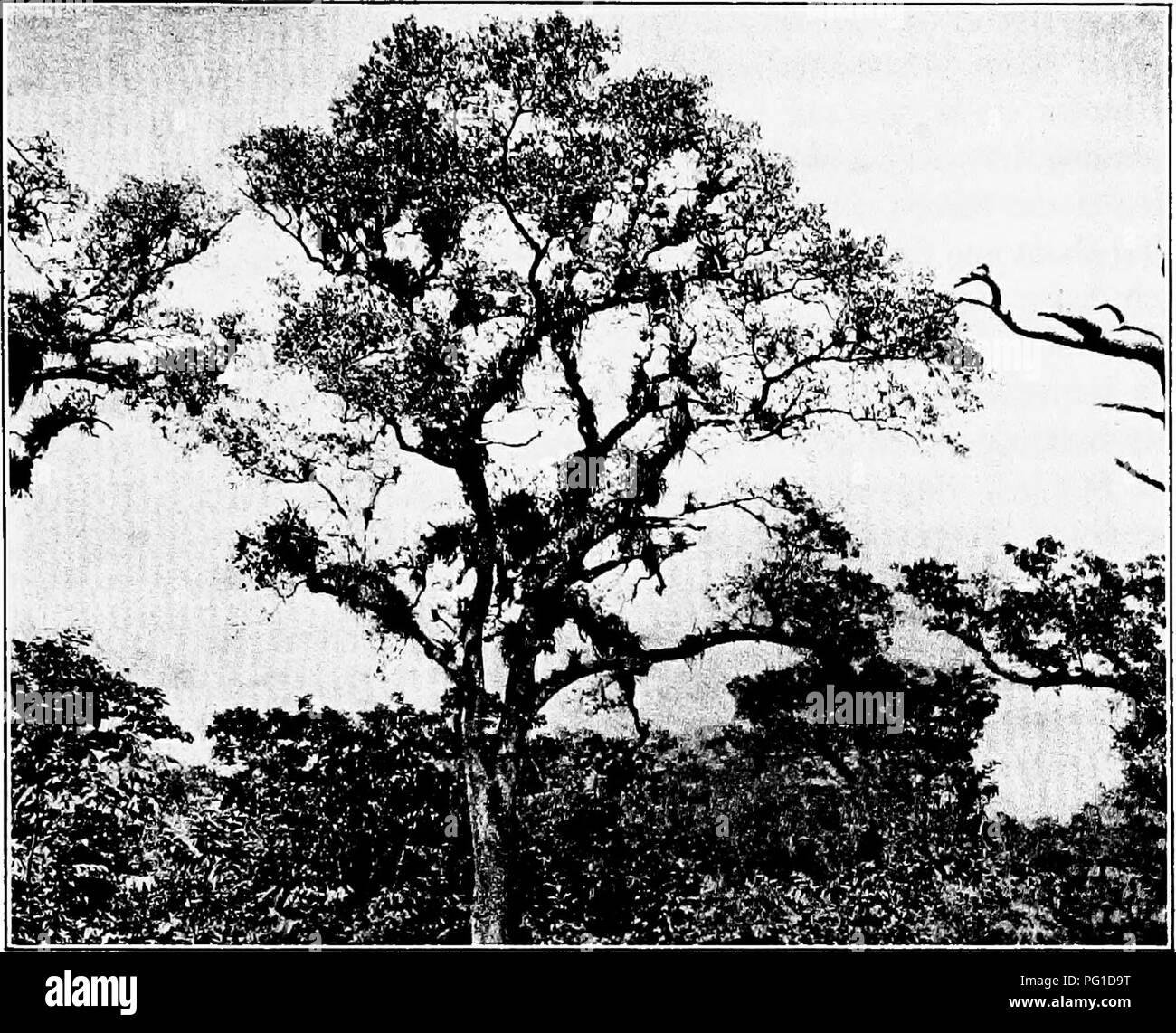 Brown Woolly Fig High Resolution Stock Photography and Images - Alamy